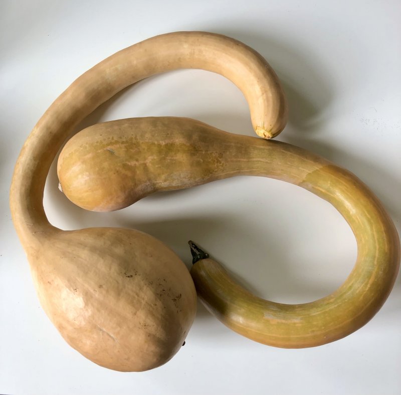 Dýně Butternut muškátová - E-shop - Biozelenina